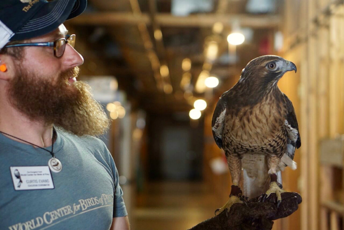 Visit Southwest Idaho | Peregrine Fund Fall Flights | Things To Do In Idaho