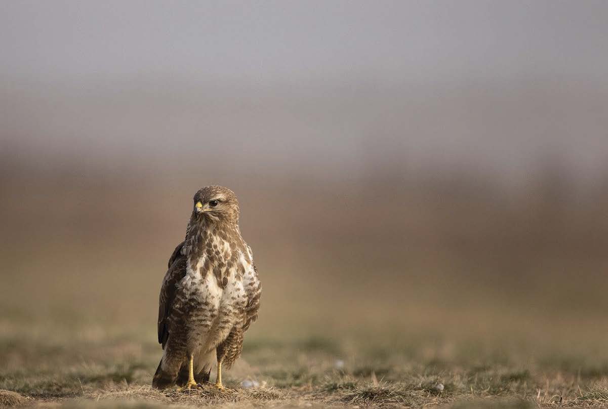 Only in Southwest Idaho - Southwest Idaho Travel Association